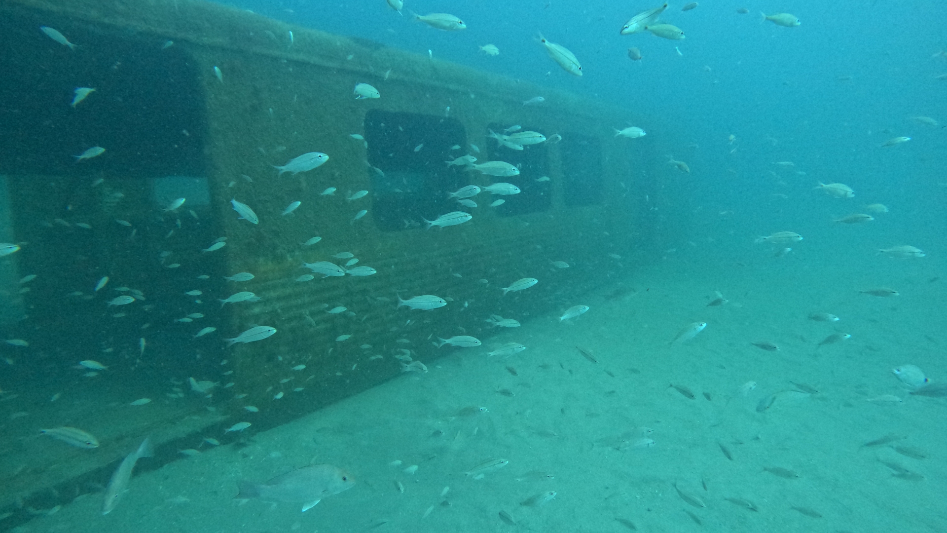 Video | MARTA rail cars repurposed into thriving underwater reefs ...