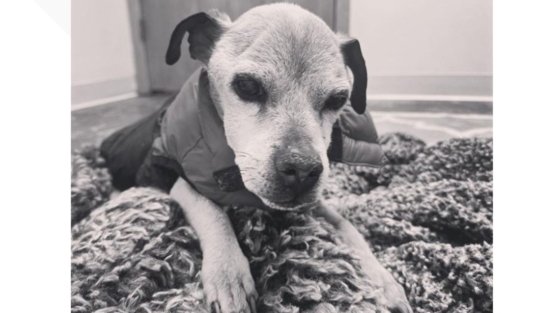 Dog missing for 7 years found 1,700 miles away dies after reunion ...