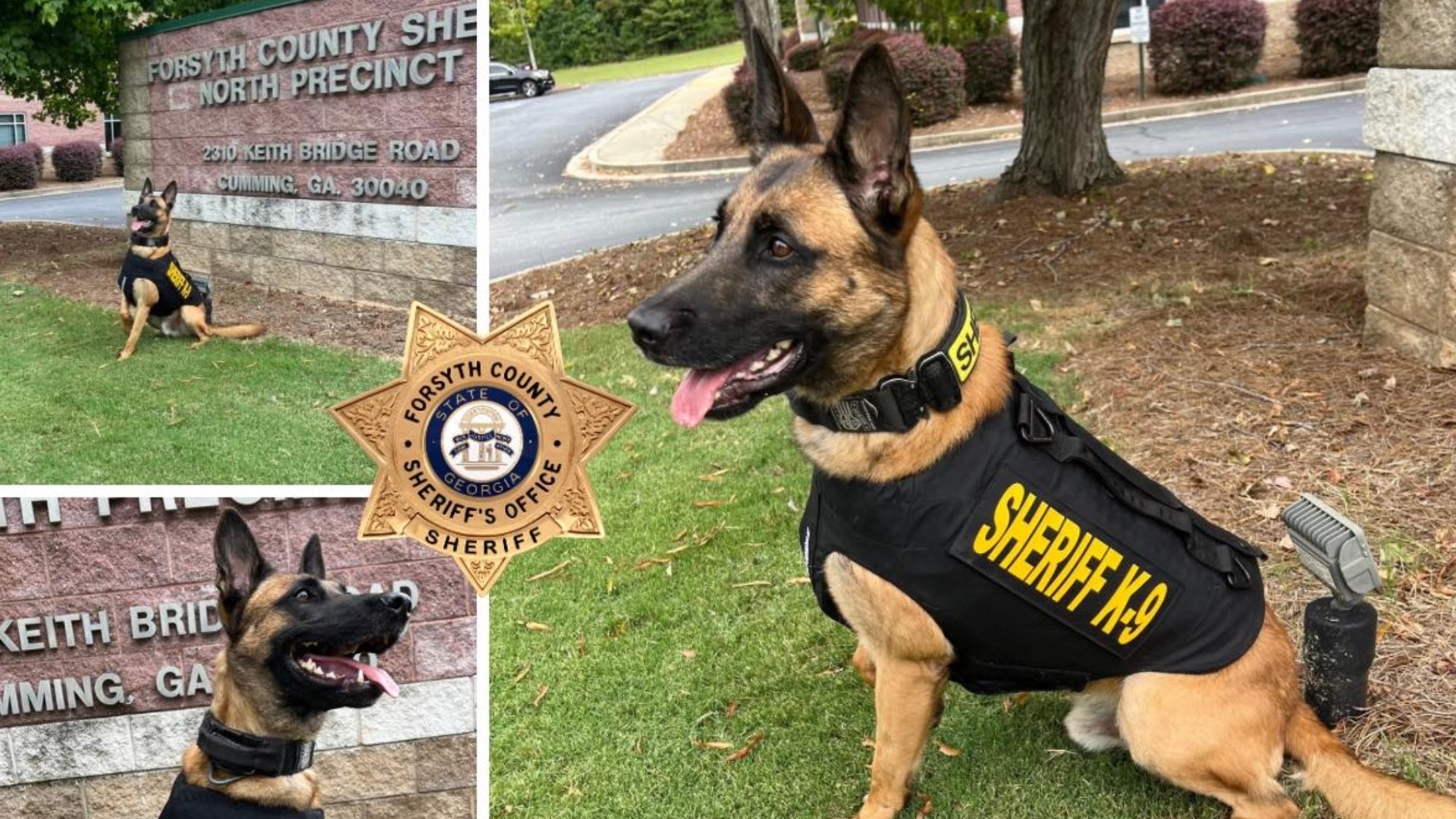Forsyth County K-9 Maverick new bullet, stab protective vest | 11alive.com