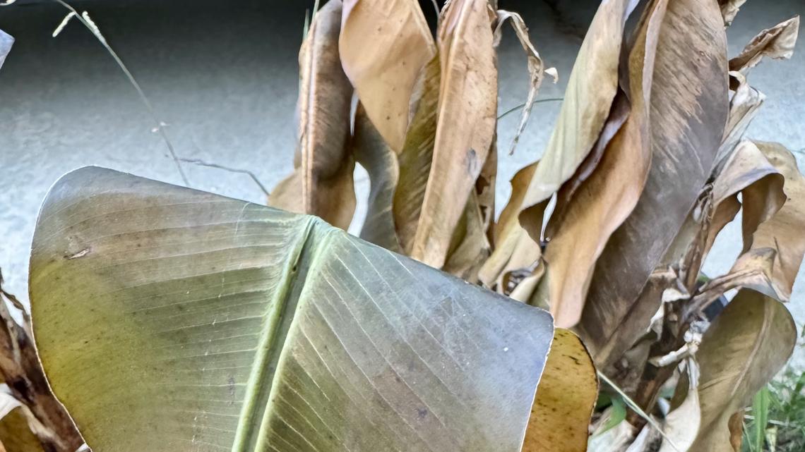 BioLab fire aftermath | Georgia whistleblower shares sampling test ...