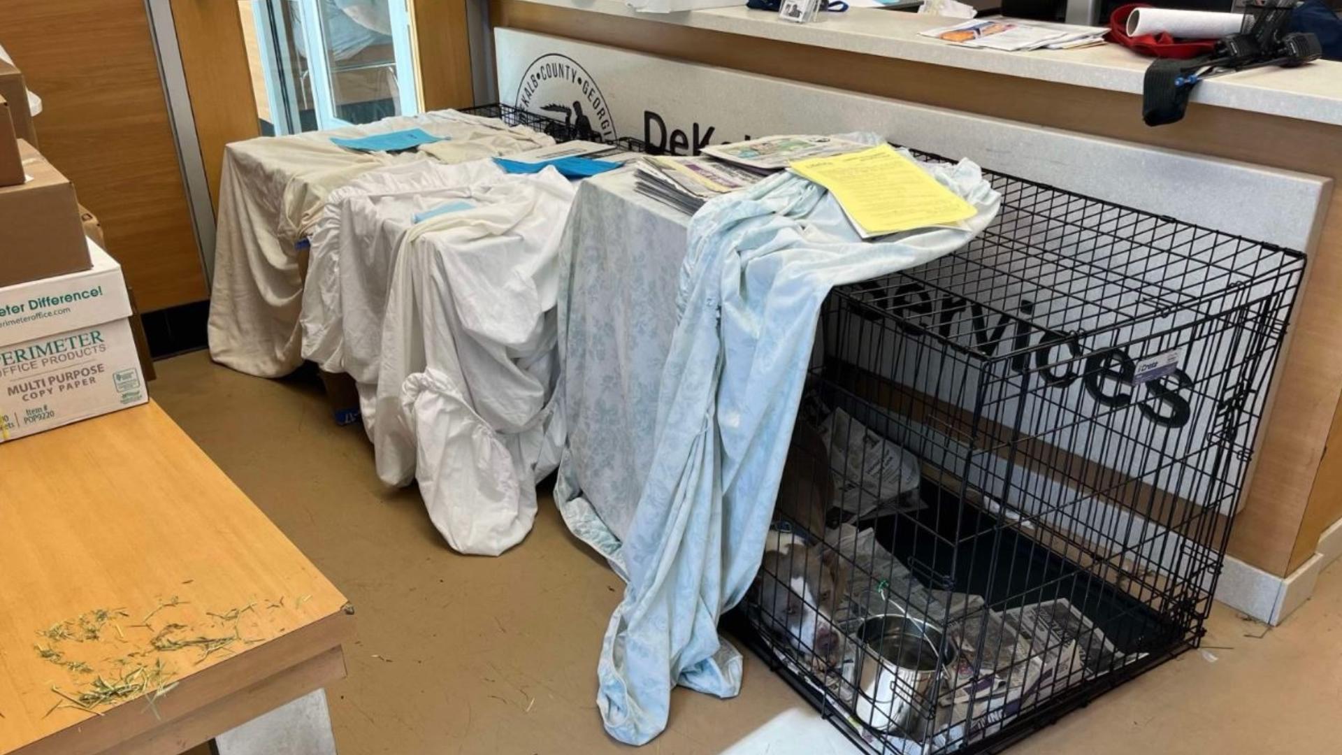 Free animal adoptions Atlanta with shelters overcapacity | 11alive.com