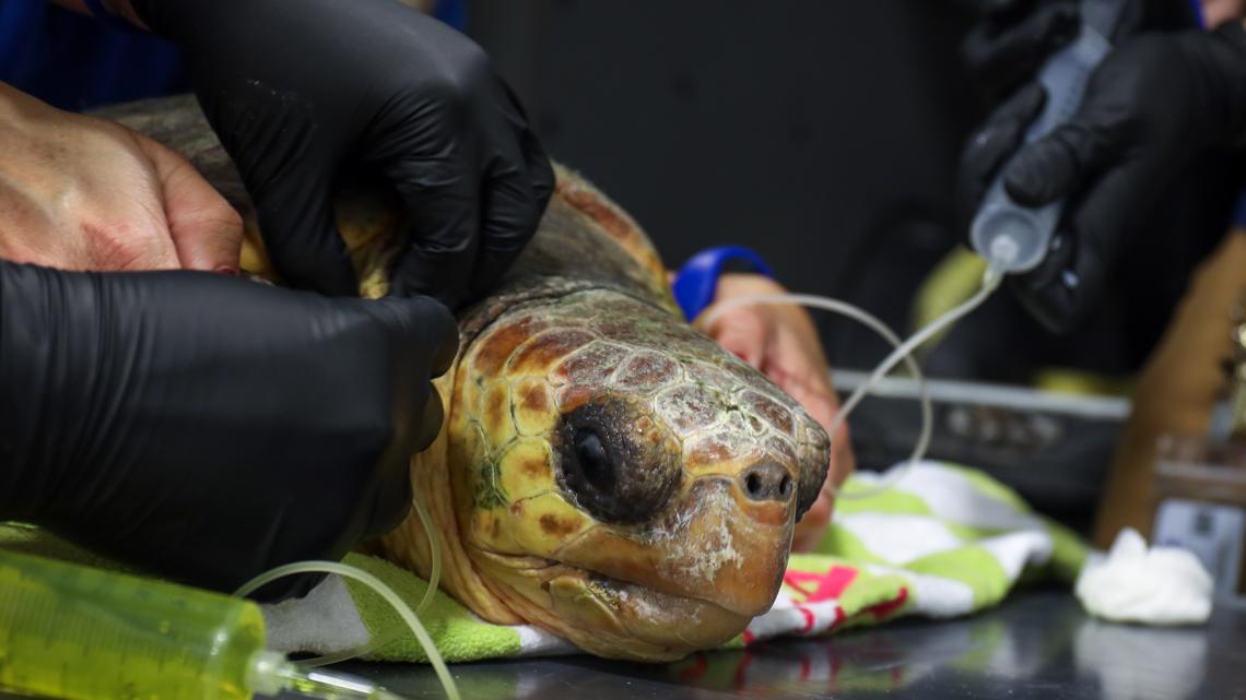 Smallest sea turtle, others rescued by Georgia Aquarium: Photos ...