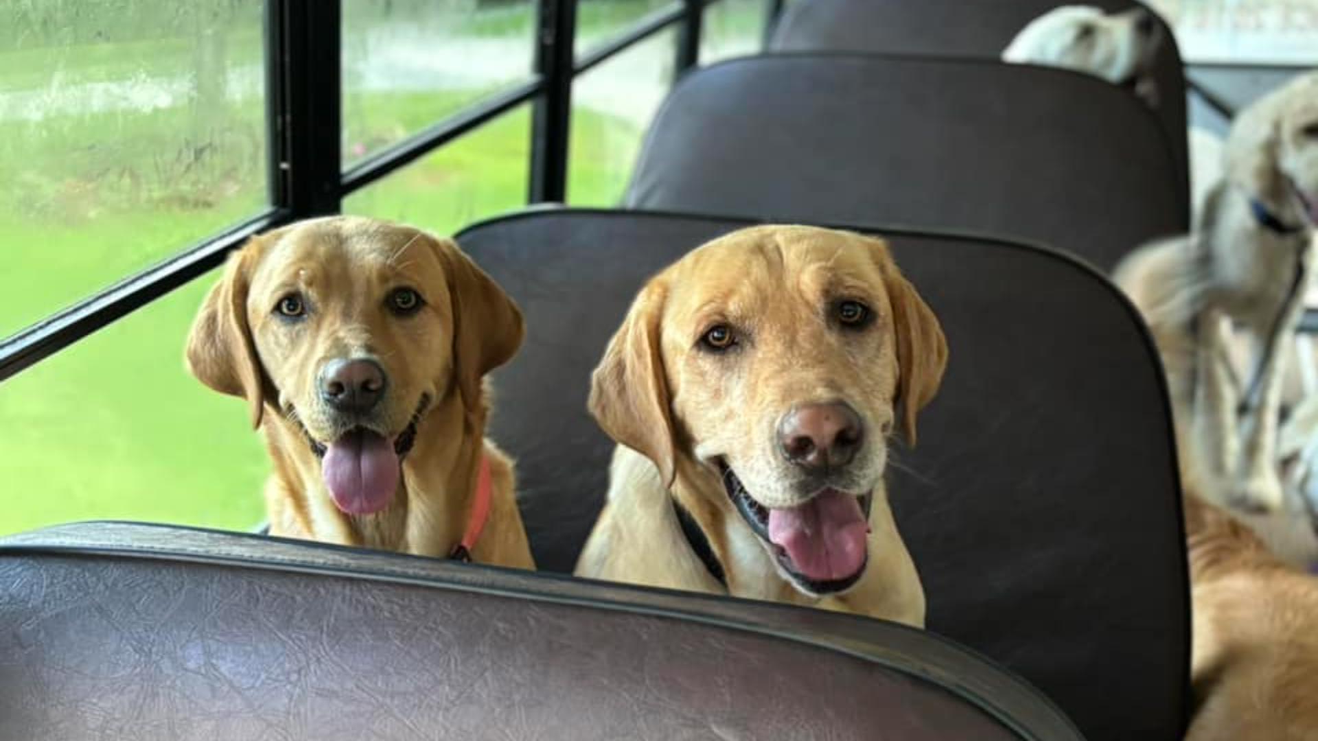 Abandoned dog finds forever home and a seat on a 'Pup Bus' | 11alive.com