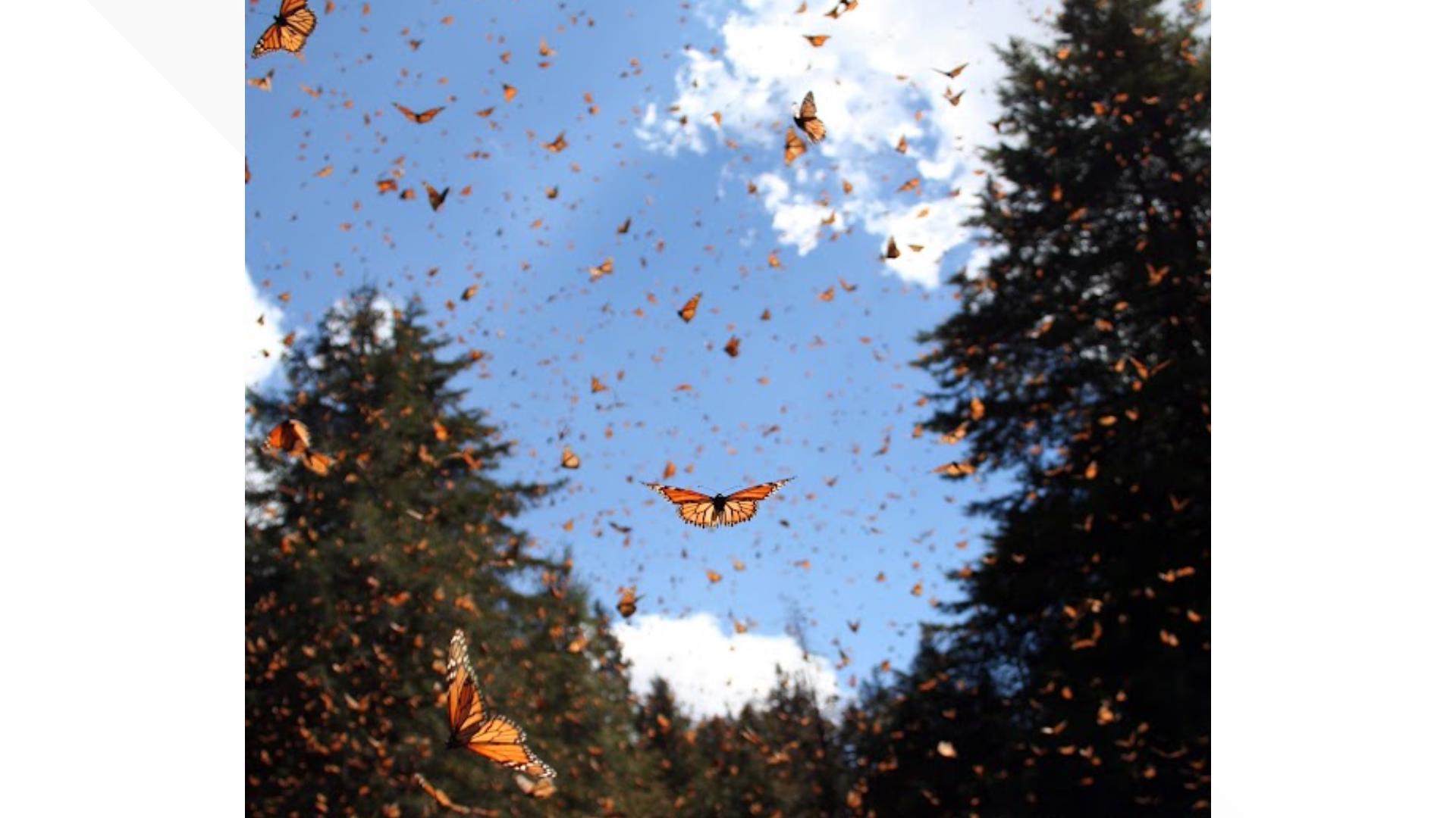 Monarch butterfly decline, migration | How to help in Georgia | 11alive.com