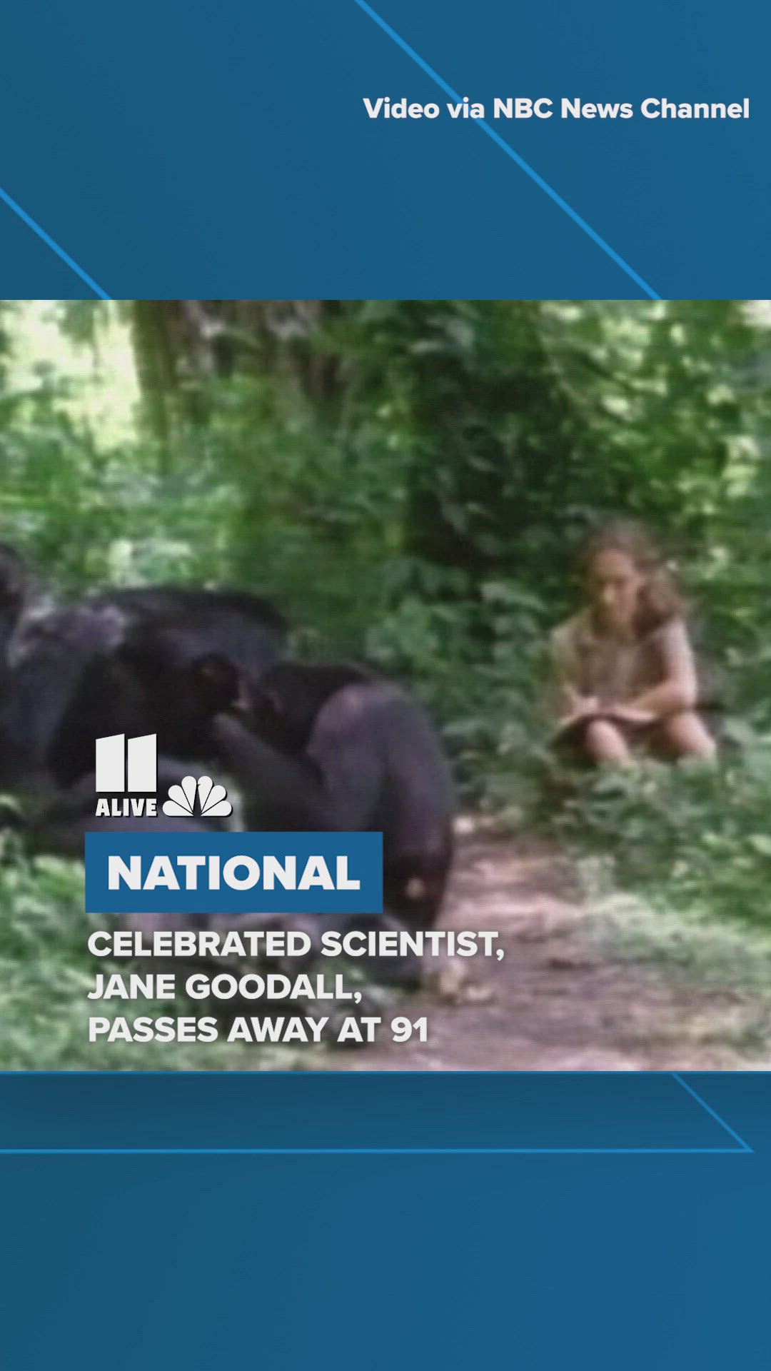 Celebrated scientist, Jane Goodall, passes away at 91 | 11alive.com
