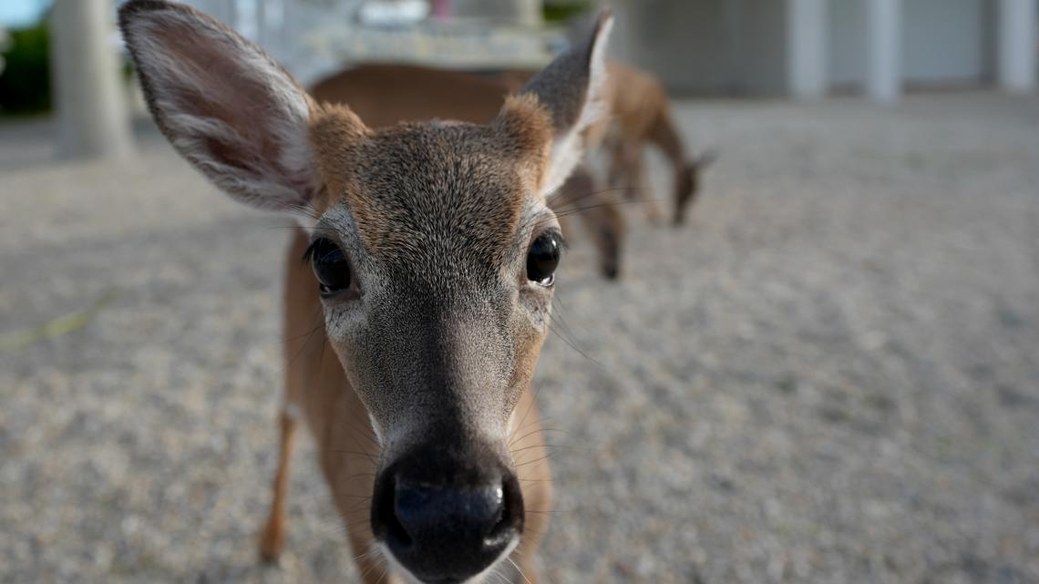 Zombie deer disease detected in Georgia | 11alive.com