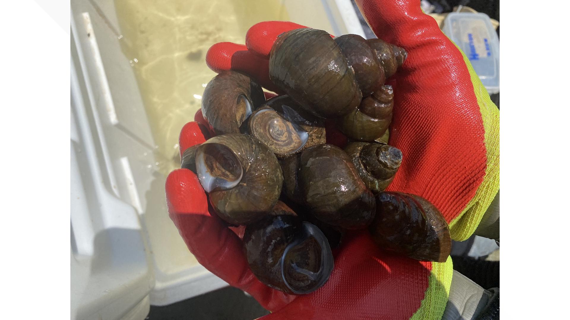 New invasive species in Georgia: snails | 11alive.com