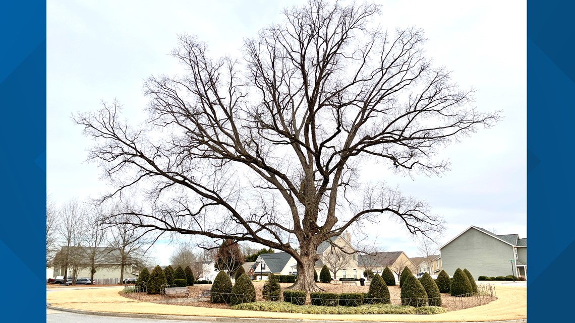 Braselton's 300-year-old pecan tree to be removed | 11alive.com