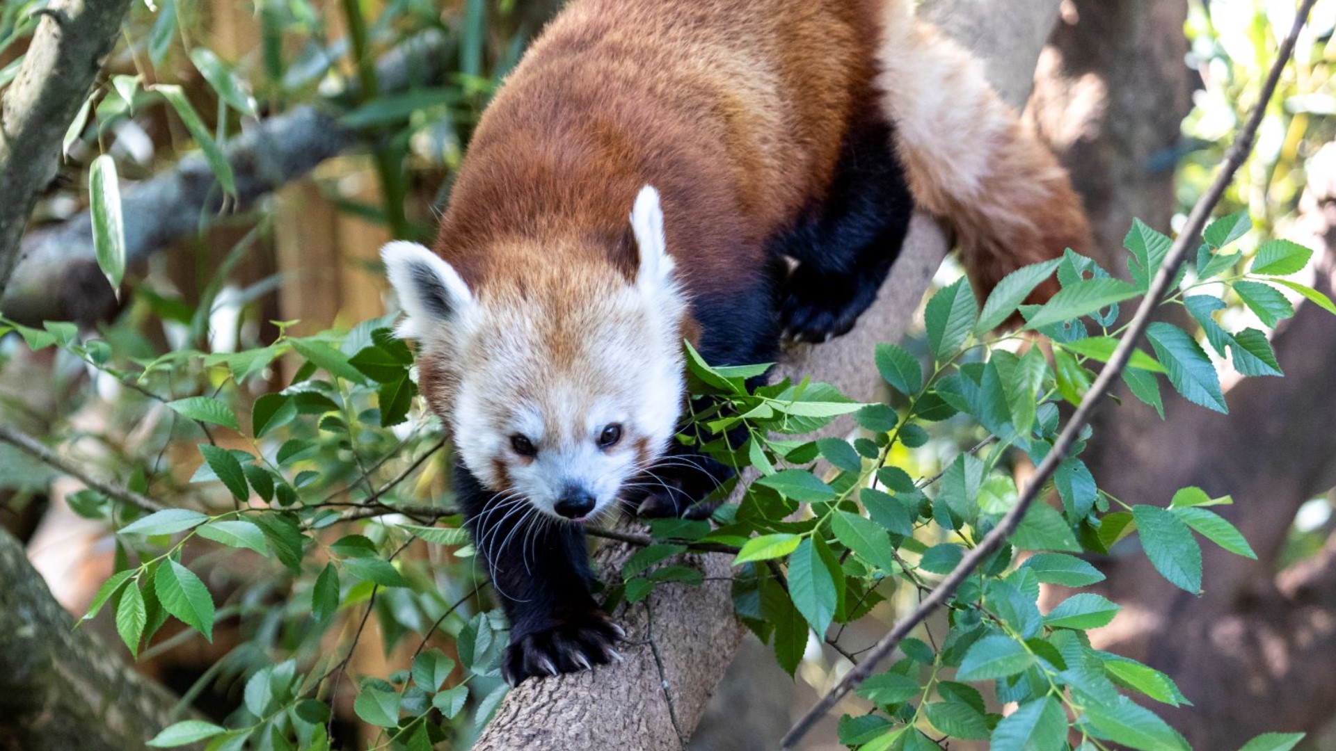 Zoo Atlanta red pandas are in their habitat | 11alive.com
