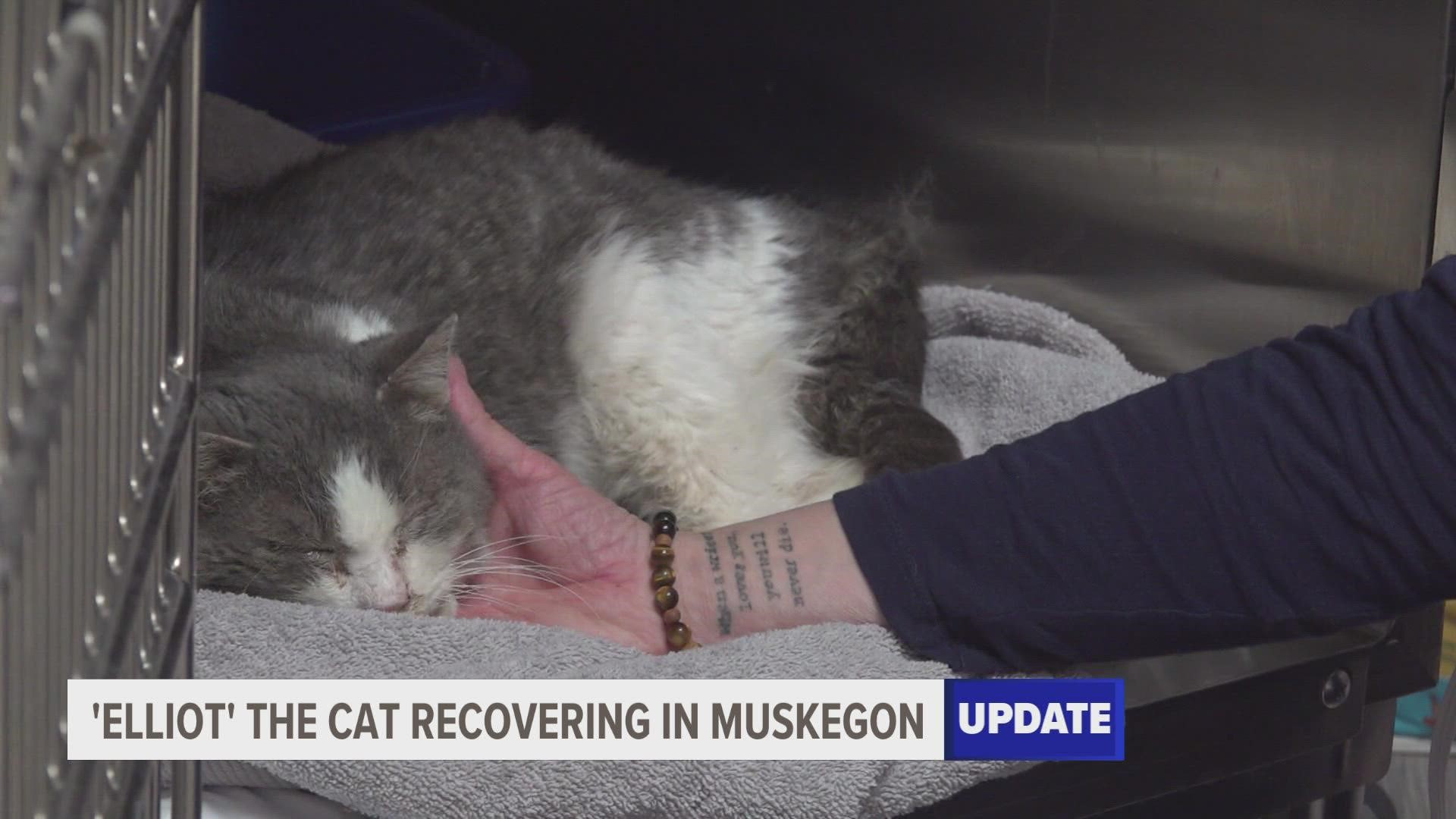 Michigan cat found frozen to ground dies | 11alive.com