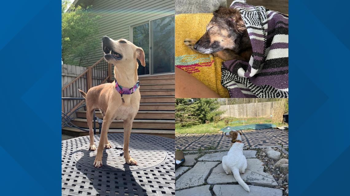 Dogs rescued from Honduras get new lives in West Michigan | 11alive.com