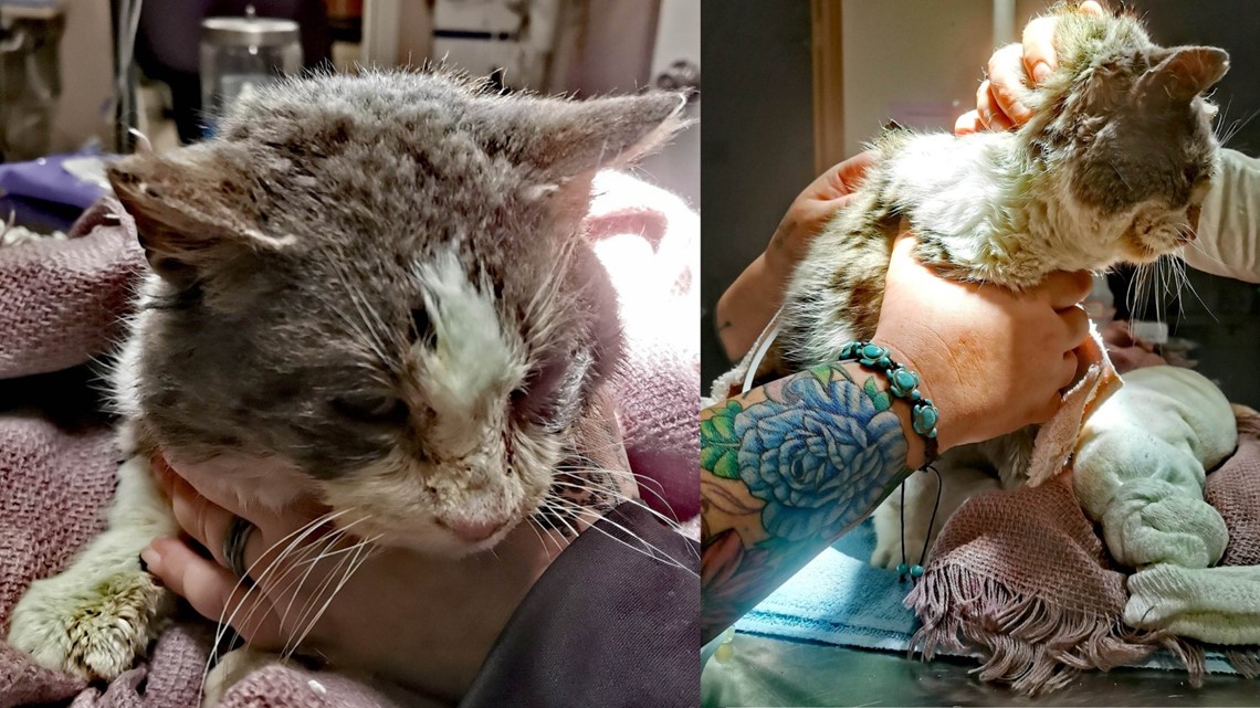 Good Samaritan finds cat frozen to the ground in Muskegon | 11alive.com